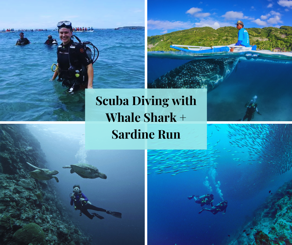 Scuba Diving With Whale Sharks