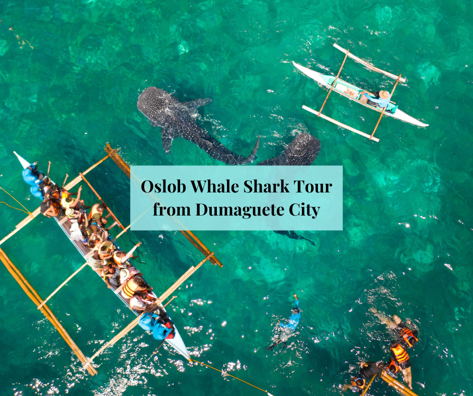 Oslob Whale Shark Tour from Dumaguete City - Oslob Whale Shark Watching ...