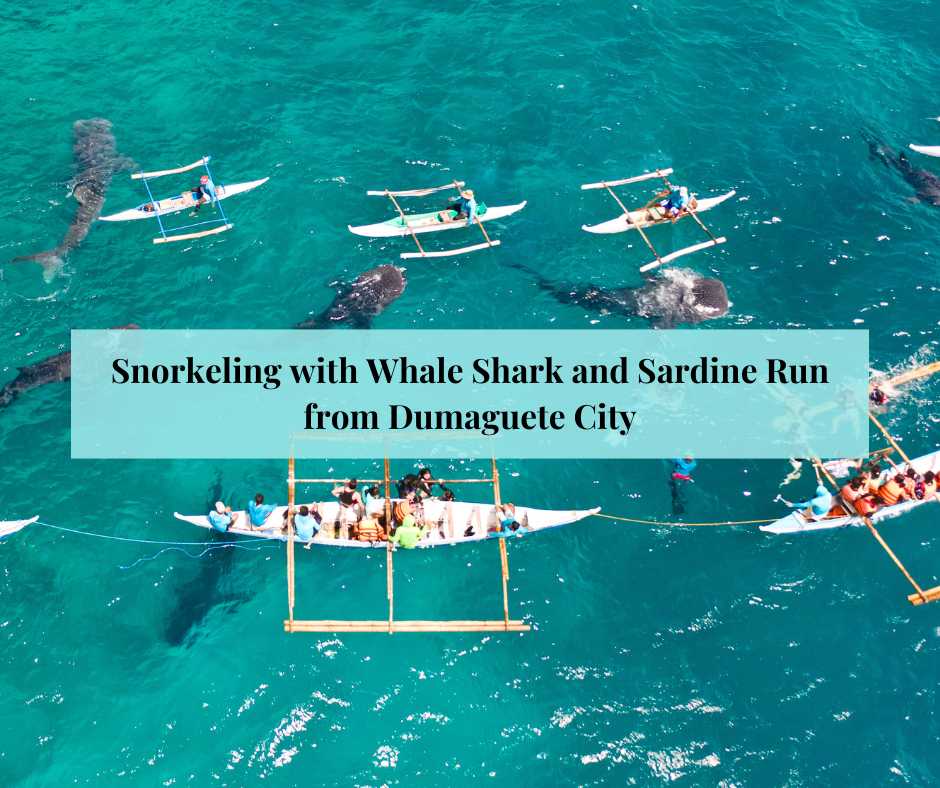 Snorkeling with Whale Sharks and Sardine Run Tour from Dumaguete City ...